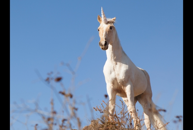Unicórnio Simbologia - Dicionário de Símbolos